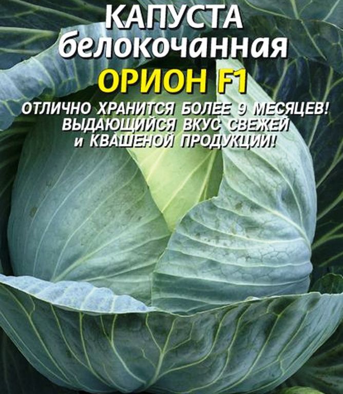 Сорт Капусты Агрессор Фото И Отзывы — Mixyfotos.ru
