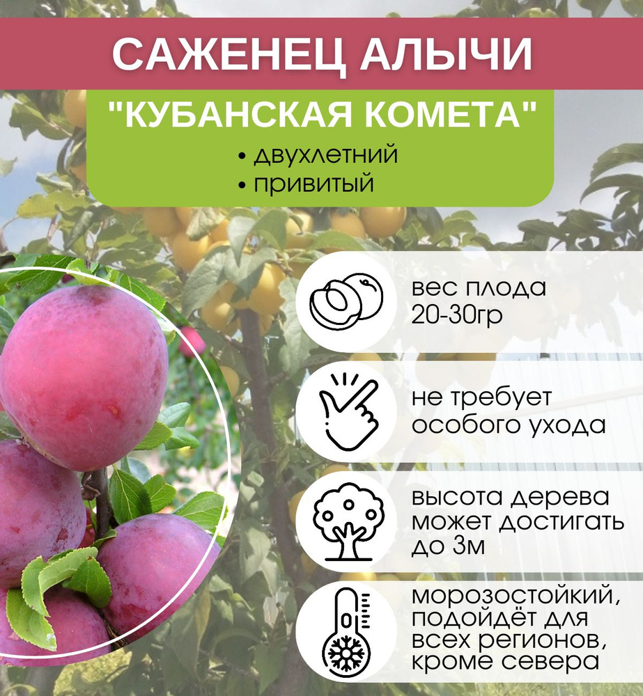 Кубанская Комета Описание Фото Отзывы – Telegraph