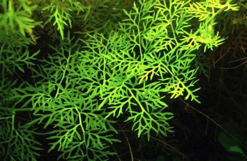 Папоротник Аквариумный Виды Фото И Названия – Telegraph