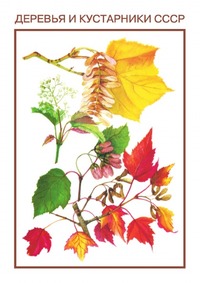 Книга "Деревья и кустарники СССР" – купить книгу ISBN 978-5-518-11190-5 ...