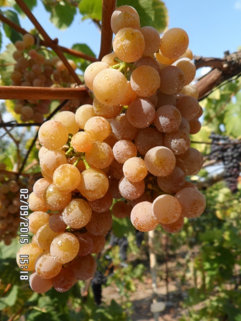 Елка РФ Саженцы виноград плодовый Дублянский 2-х летка - купить по ...