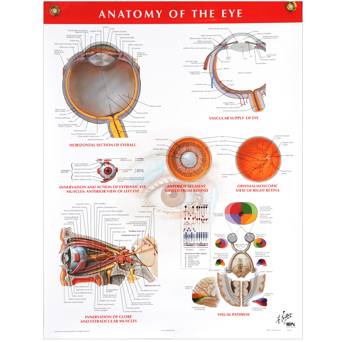 Книга "Netter Anatomy Charts: Anatomy of the Eye Chart" Неттер Фрэнк ...