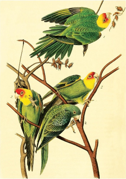 Постер Darinchi / Даринчи купить c доставкой на OZON по низкой цене (148299031)