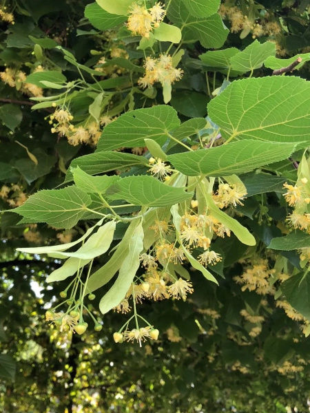 Липа Seeds Бутик Семена_Лиственных. - купить по выгодным ценам в ...