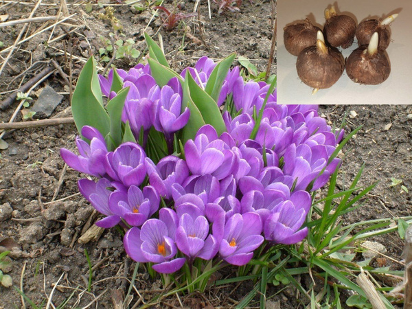 Луковицы Крокус купить по выгодной цене в интернет-магазине OZON ...
