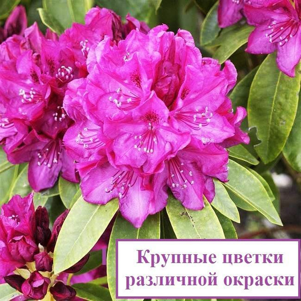 Луковицы Рододендроны ПОИСК Агрохолдинг купить по выгодной цене в ...