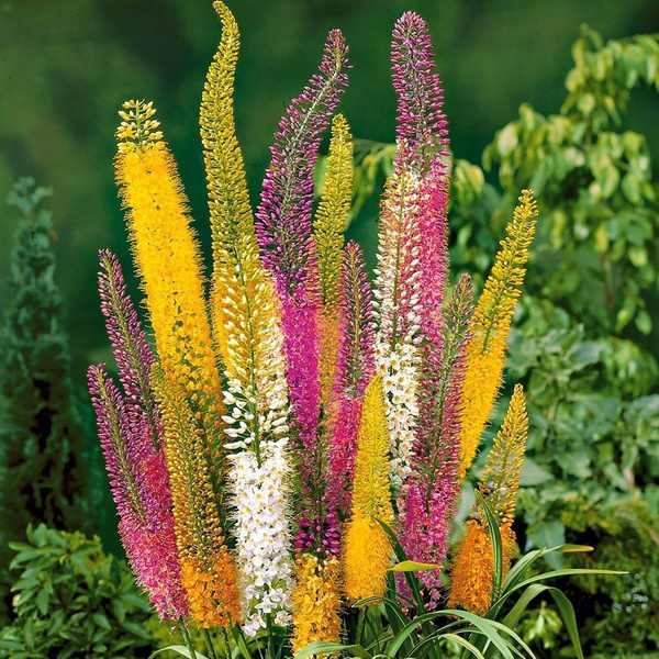 Эремурус Ruiter Hybrids 1 шт. купить на OZON по низкой цене (1157452257)