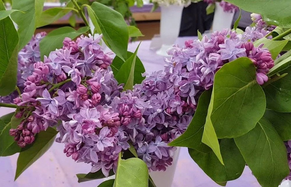 Сирень обыкновенная Маршал Ланн саженец - купить с доставкой по ...