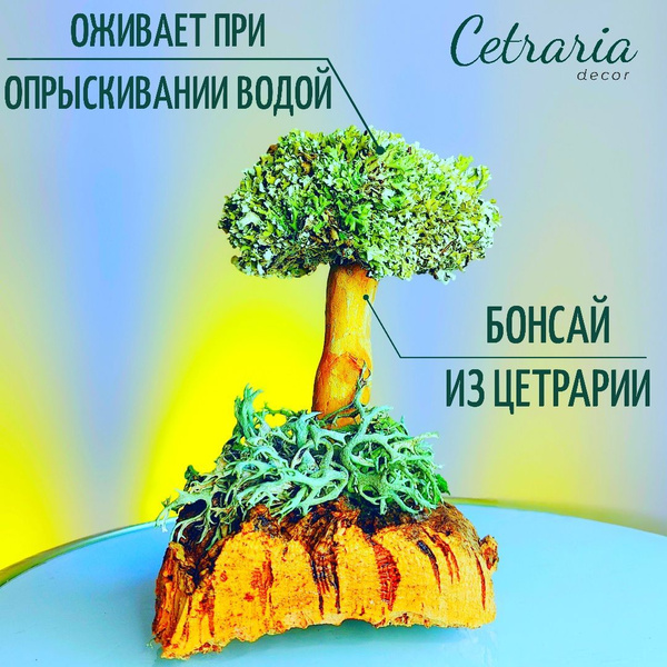 Украшение настольное интерьерное Цетрария Дерево - купить по доступным ...