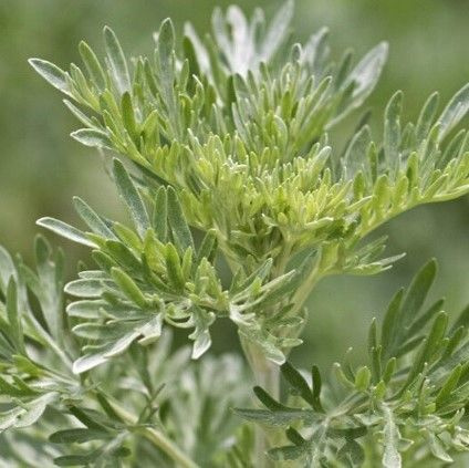 Полынь Deodar SEEDS COMPANY Трава - купить по выгодным ценам в интернет ...
