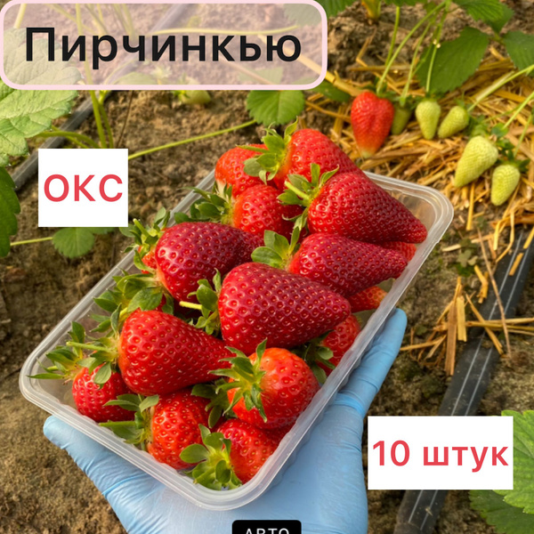 Клубника России Окс 10 штук - купить по выгодным ценам в интернет ...