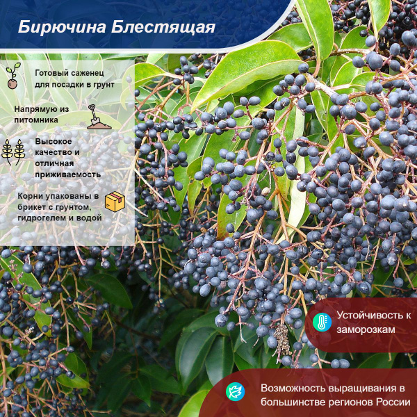 Бирючина Блестящая - купить с доставкой по выгодным ценам в интернет ...