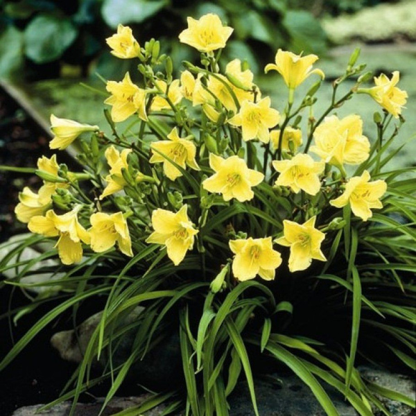 Лилейник Хэппи Ретурнс - купить с доставкой по выгодным ценам в ...