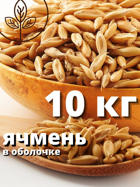 Ячмень для проращивания купить с доставкой по выгодным ценам в