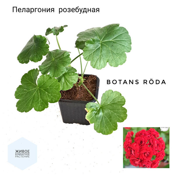 Пеларгония, Герань Botans Röda , 1 шт - купить по выгодной цене в ...