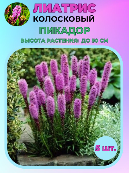 Луковицы Лиатрис Magic Garden купить по выгодной цене в интернет ...