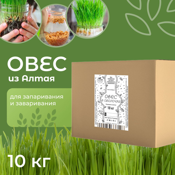 Овес в оболочке для настоев 10 кг для запаривания заваривания ...