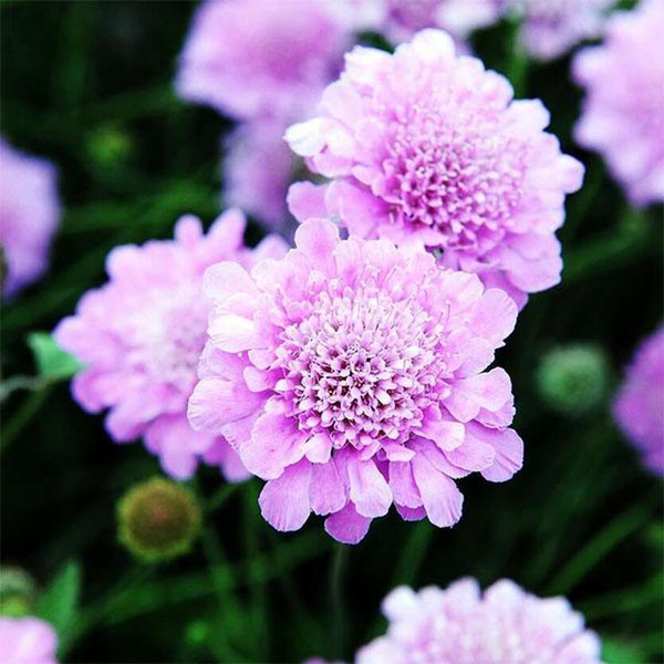 Скабиоза Ritz Rose (Ритц Роуз) - купить с доставкой по выгодным ценам в ...