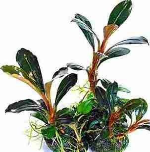 Буцефаландра Годзилла Bucephalandra godzilla (kedagang red) - купить с ...