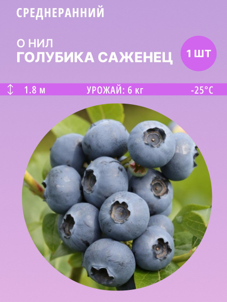 Голубика голубика - купить по выгодным ценам в интернет-магазине OZON ...