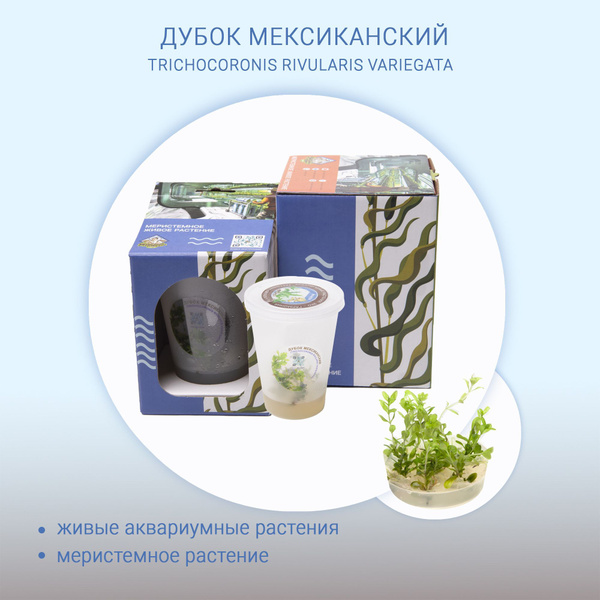 ДУБОК МЕКСИКАНСКИЙ (TRICHOCORONIS RIVULARIS VARIEGATA) меристема живые ...