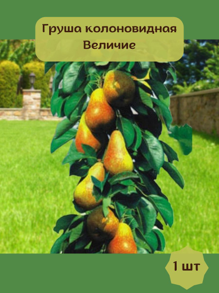 Груша колоновидная Величие саженец купить на OZON по низкой цене в ...