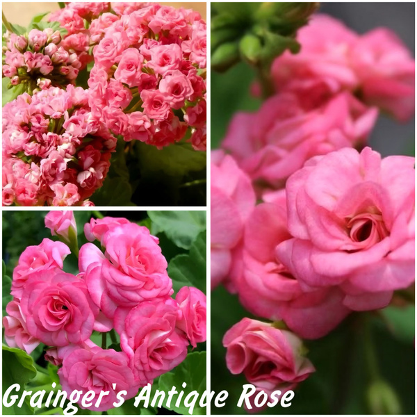 Пеларгония Пеларгония Grainger's Antique Rose, черенок купить на OZON по низкой цене (1824011282)