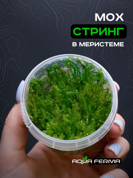Растение для аквариума в меристеме, Мох Стринг в меристеме / String Moss, живое аквариумное ...