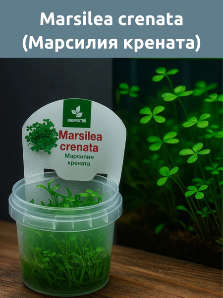 Меристемное растение Марсилия крената (Marsilea crenata) , живое ...