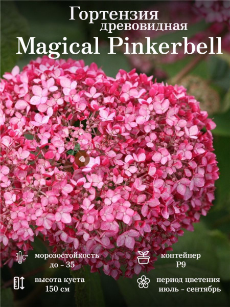 Гортензия древовидная Magical Pinkerbell, саженец купить на OZON по низкой цене (2371851623)