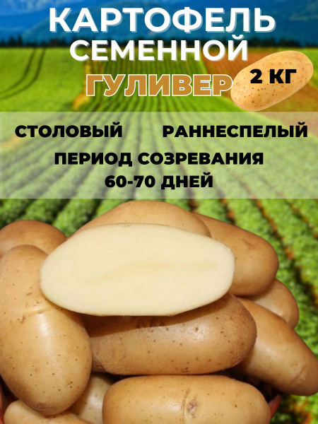 Картофель семенной, на посадку купить на OZON по низкой цене (1423007486)