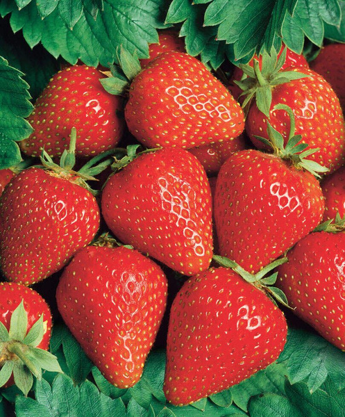 Земляника садовая Кори (5шт) - купить с доставкой по выгодным ценам в ...