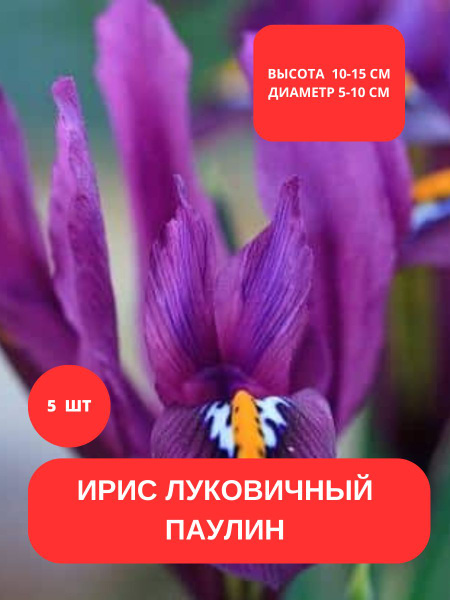 Ирис луковичный; Цветок ириса купить на OZON по низкой цене (1444905190)