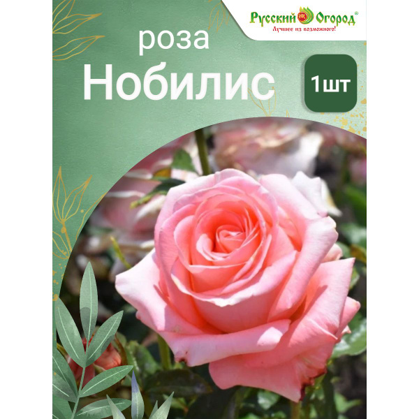 Роза Нобилис - купить с доставкой по выгодным ценам в интернет-магазине ...