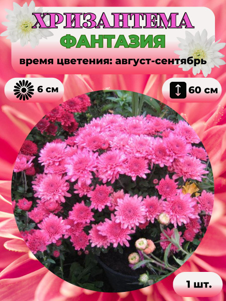 Хризантемы многолетние Magic Garden Хризантема саженец 1 шт._Фантазия ...