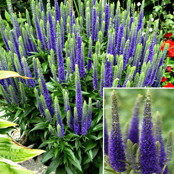 Вероника колосистая "Ulster Dwarf Blue" (Ульстер Дварф Блю), Р9 ...