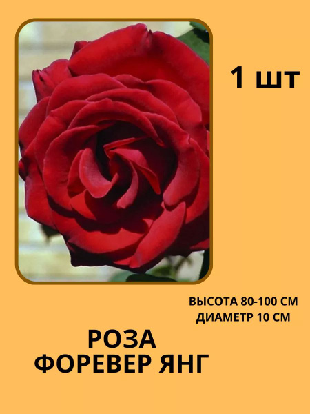 Роза, Розы Роза вьющейся_Форевер Янг - купить по выгодным ценам в ...