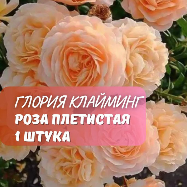Роза плетистая Глория Клайминг / саженец розы купить на OZON по низкой ...