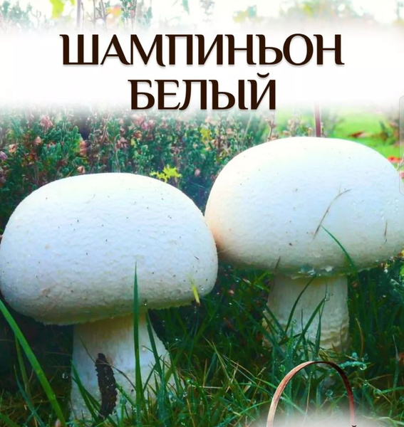 Сушеные домашние шампиньоны (кусочки) 150 гр. Premium - купить с ...