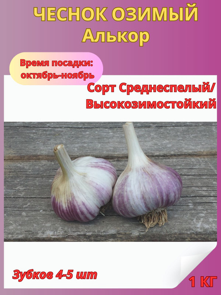 Характеристики Чеснок на посадку Алькор, озимый многолетний 1 кг ...
