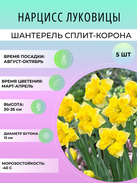 Нарцисс нарцисс - купить по выгодным ценам в интернет-магазине OZON ...