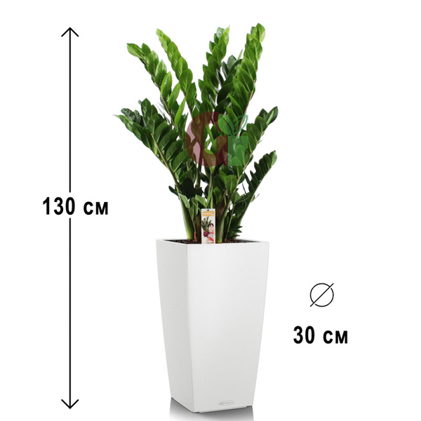 Замиокулькас Gorshechka Cubico color белый 125см, 30 дм, 1 шт - купить ...
