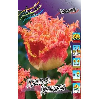 Луковицы тюльпанов Джоинт Дивижн 2 шт купить на OZON по низкой цене ...