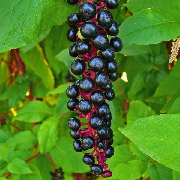 Лаконос Deodar SEEDS COMPANY Лиственные - купить по выгодным ценам в ...