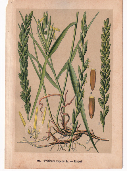 Ботаническая хромолитография "Triticum repens" (Пырей) - купить с ...