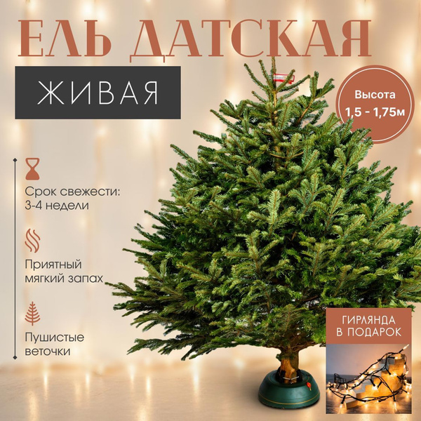 Живая пихта Нордмана ELKI HOME срезанная (Датская елка) 1.5 - 1.75 м купить на OZON по низкой ...