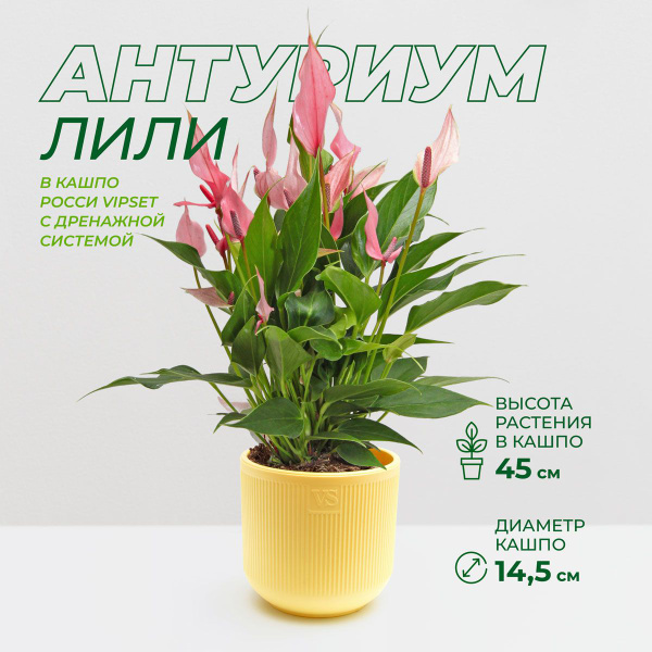 Антуриум ЛИЛИ в кашпо Росси VipSet 1,9л цвет желтый высота 30-40 см, дм ...