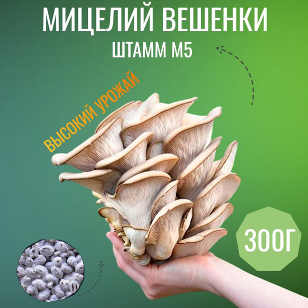 Мицелий грибов вешенка зерновой (штамм М5) - 300 грамм. - купить по ...