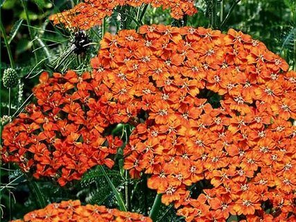 Тысячелистник обыкновенный Терракота - купить с доставкой по выгодным ...