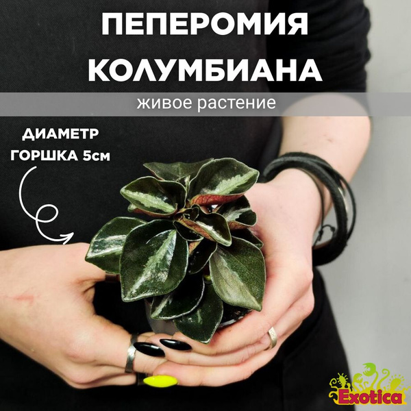 Пеперомия Exotica Peperomia Metallica Columbiana, 5 дм, 02060 шт ...